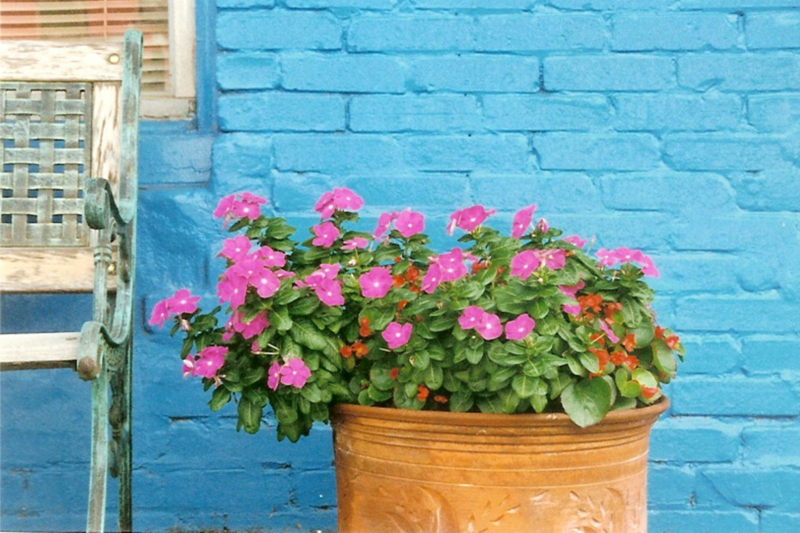 The Ultimate Guide to Gardening for Beginners | Canadian Living