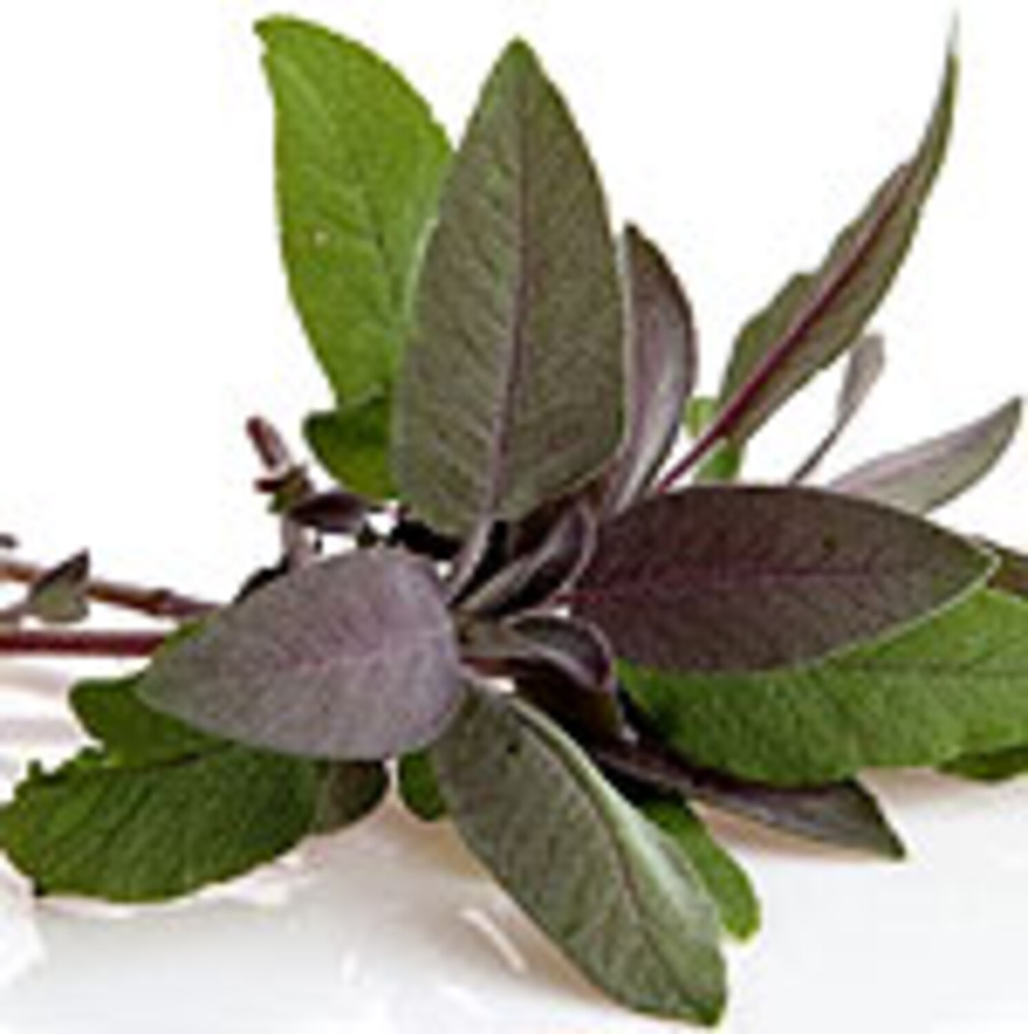 Sage recipes: 12 ways to use an abundant crop of sage | Canadian Living