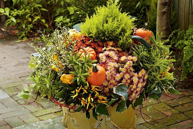 Fall gardening: Ornamental kale and cabbage planter | Canadian Living