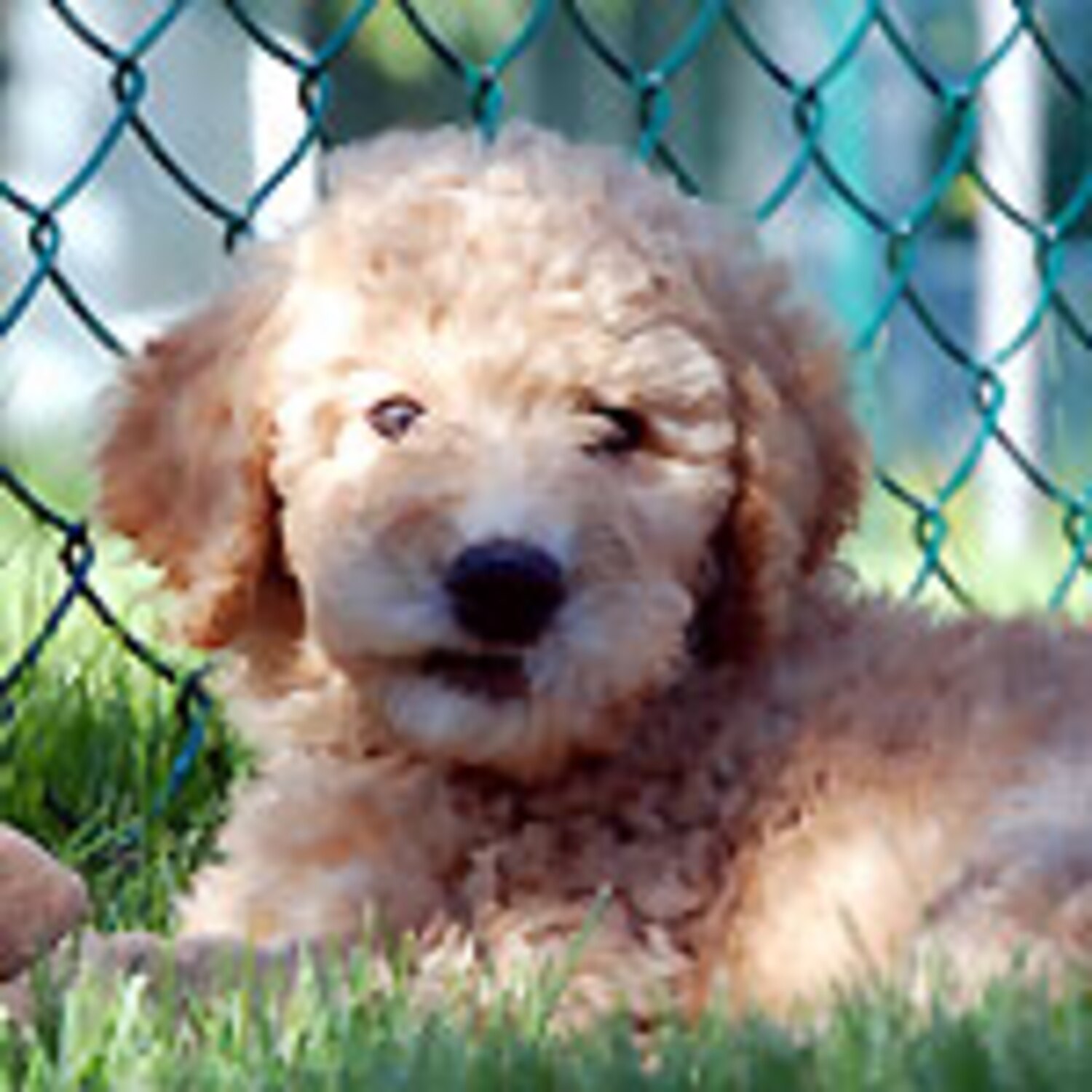 Cute Canadian pet photos | Canadian Living