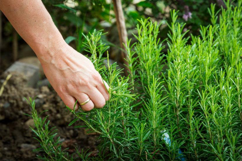 Gardening | Canadian Living