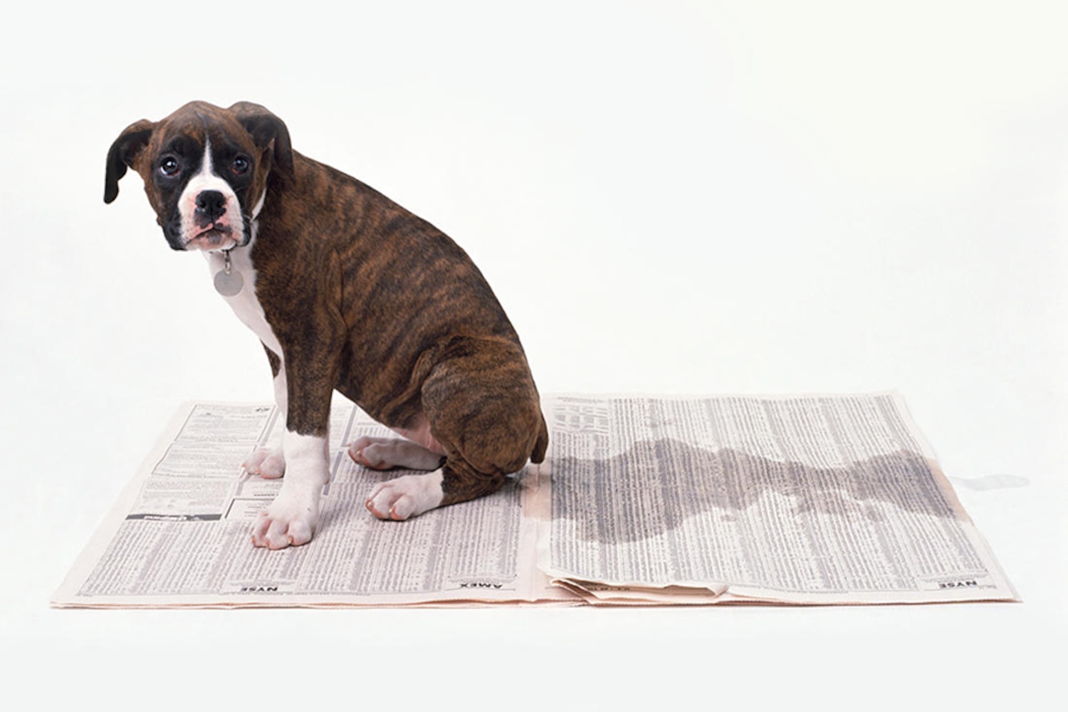 9 Tips For Potty Training Your Dog Canadian Living 9-tips-for-potty-training-your-dog-canadian-living