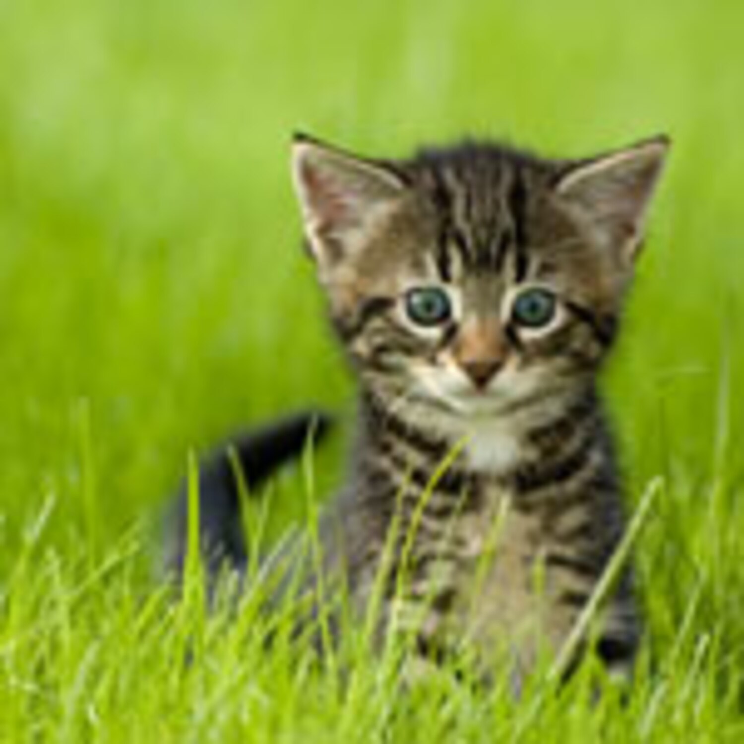 Green pets: How to make your dog, cat or other pet eco-friendly ...