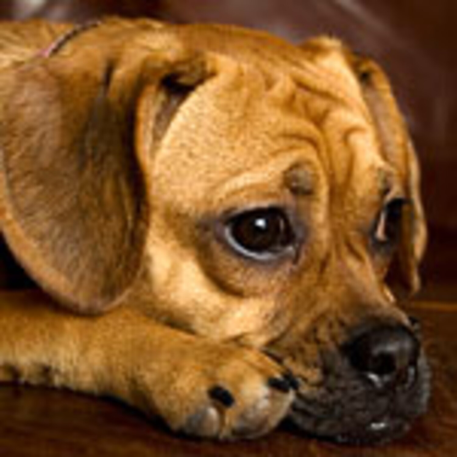 Losing a companion: How to help your pet cope | Canadian Living