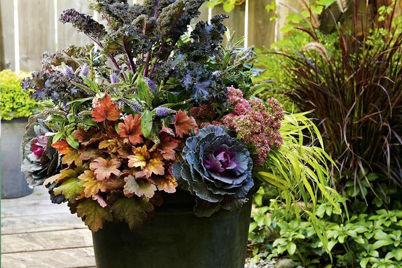 Easy fall planter with dusty miller | Canadian Living