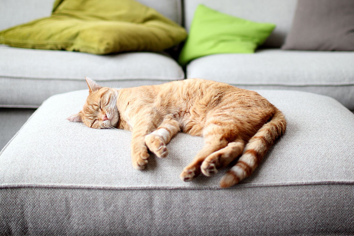 7 ways to help your pet cope with a move | Canadian Living