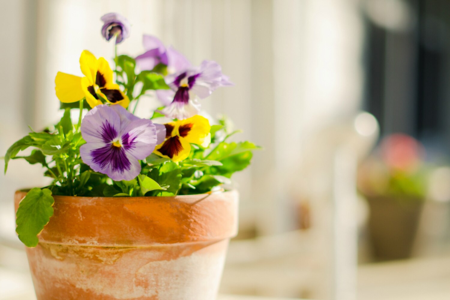 Container gardening tips | Canadian Living