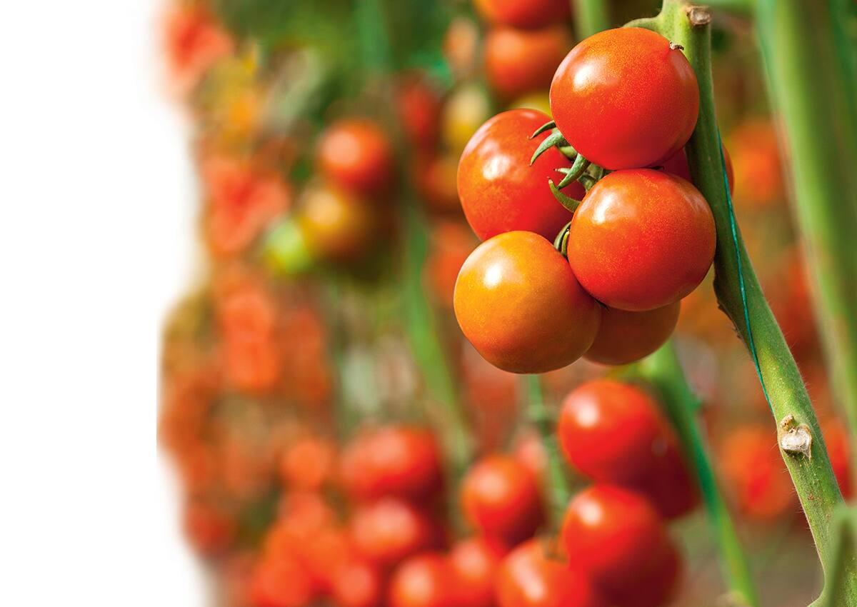 You say tomato: How greenhouse tomatoes are grown | Canadian Living