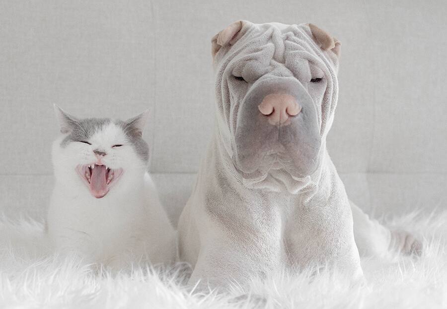 How to add a second pet to the family | Canadian Living