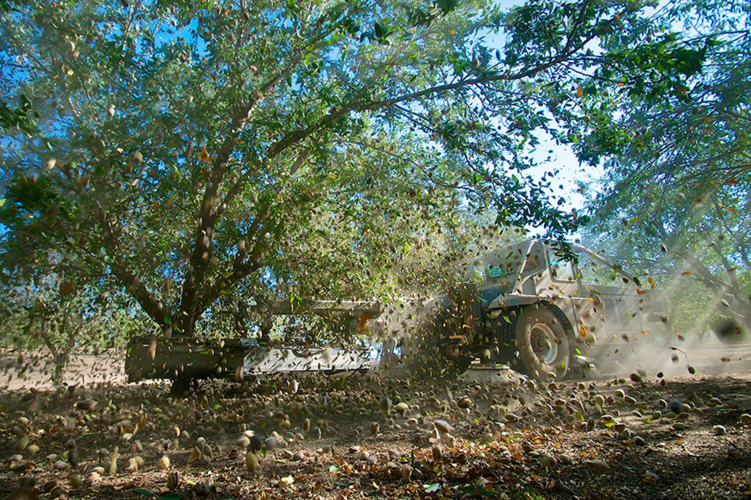 5 facts about almonds we bet you don’t know | Canadian Living