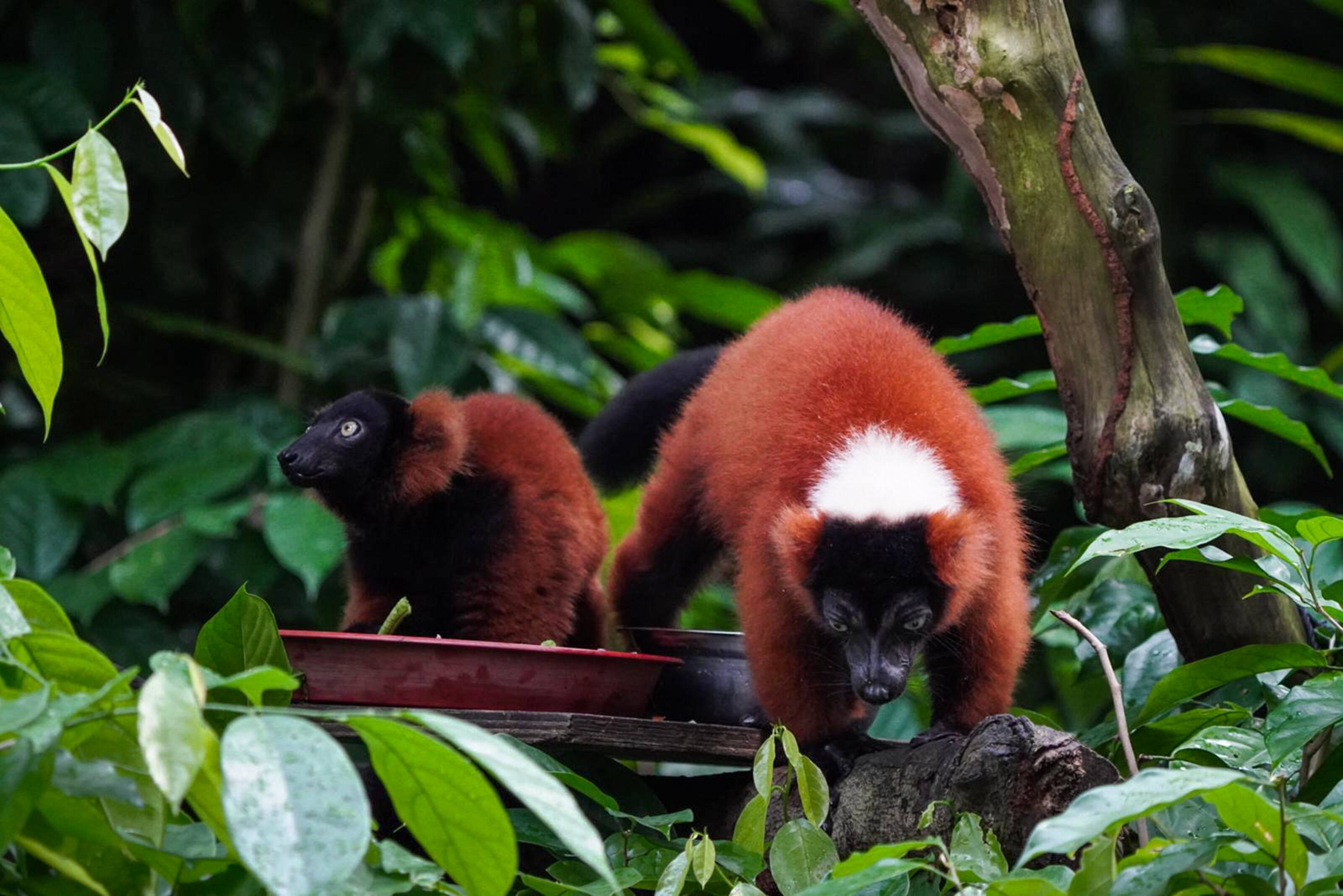 Naissance rare de deux Varis roux au zoo de Singapour | TVA Nouvelles