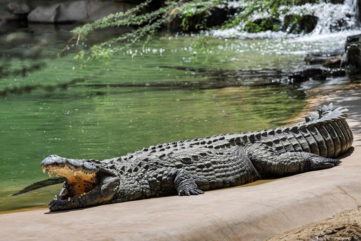 Fisherman Found Eaten by 4-Meter Crocodile in Tawau, Malaysia: Shocking ...