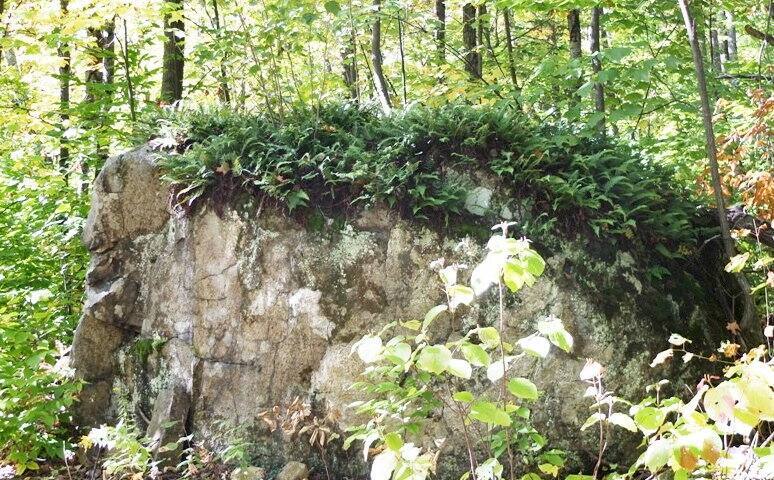 Les fougères : des plantes saisissantes pour l'ombre dense et les lieux ...