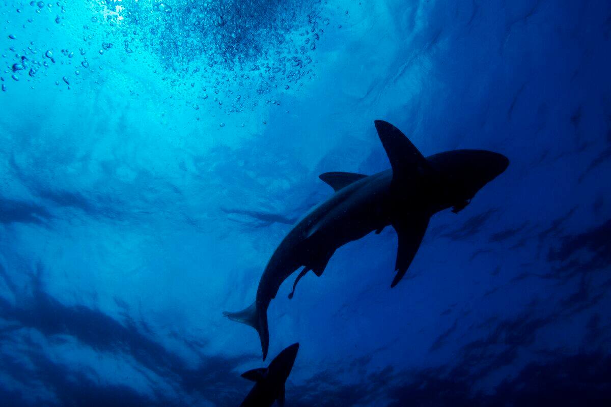 Les requins tués à un rythme alarmant malgré les réglementations | JDM