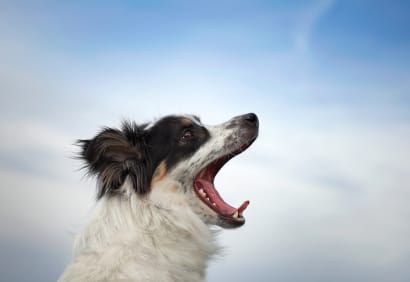 Mon chien jappe sans arrêt! | Coup de pouce
