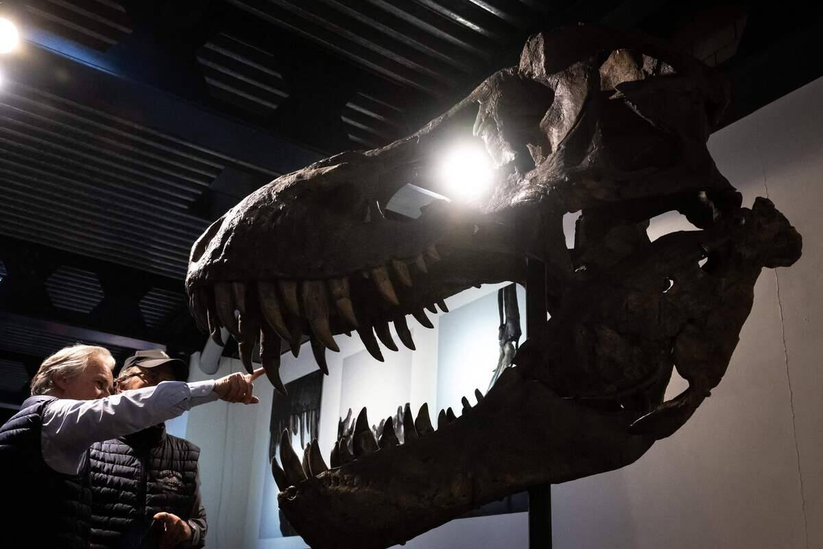 Un squelette composite de T-Rex vendu près de 5,6 millions d’euros aux ...