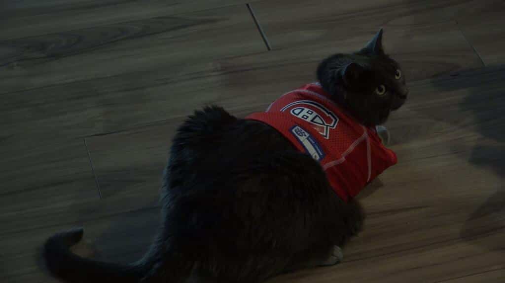 Un ontarien partisant du tricolore baptise son chat Maurice Richat | JDQ