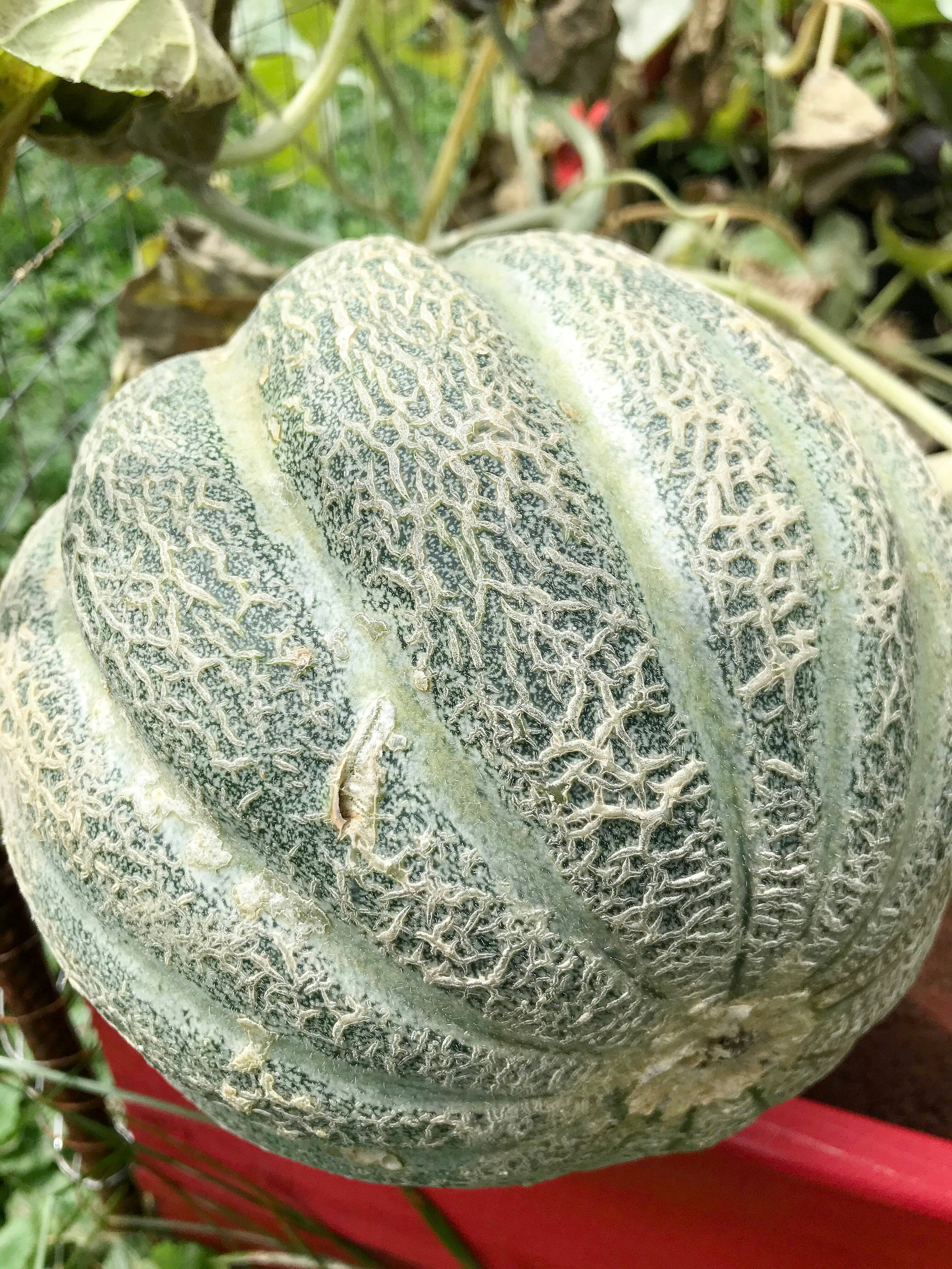 Comment faire pousser du melon dans son potager: un fruit pour les ...