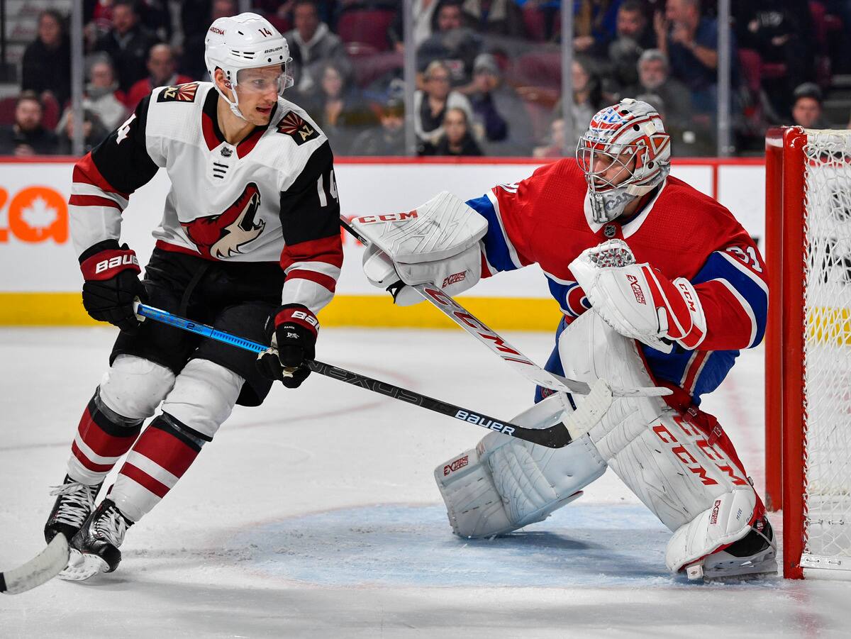 Des Coyotes au centre-ville | Le Journal de Montréal