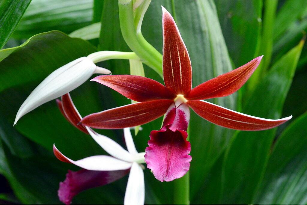 Phaius: une orchidée très facile à cultiver à l’intérieur, même pour ...