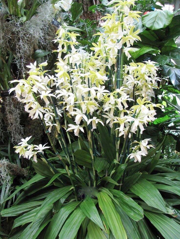 Phaius: une orchidée très facile à cultiver à l’intérieur, même pour ...