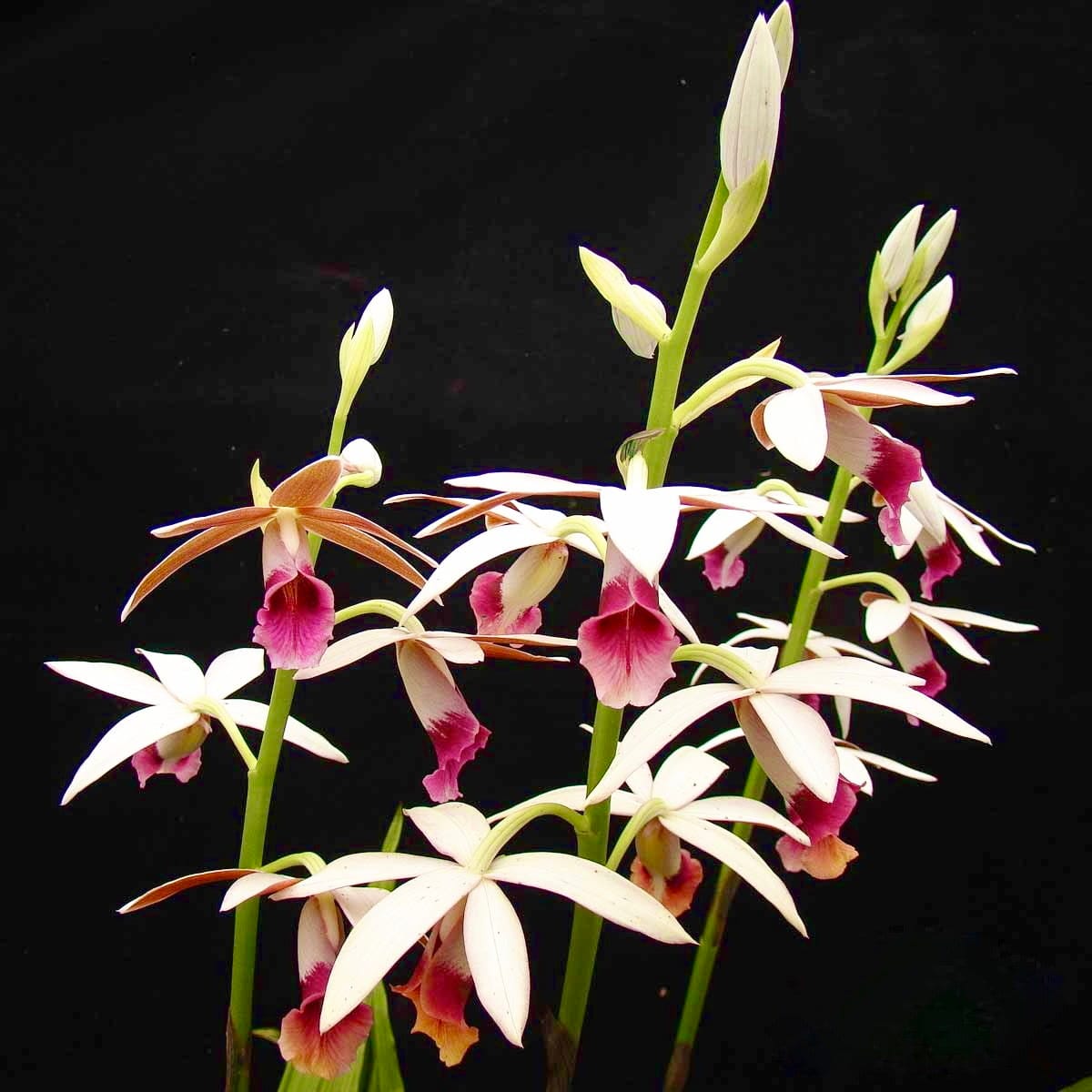 Phaius: une orchidée très facile à cultiver à l’intérieur, même pour ...