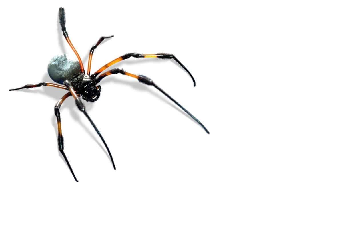 A new device to warn you of the presence of a spider in your home - Archyde