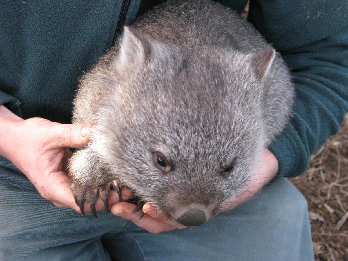 On sait enfin la vérité sur le caca cubique des wombats | Le Sac de chips