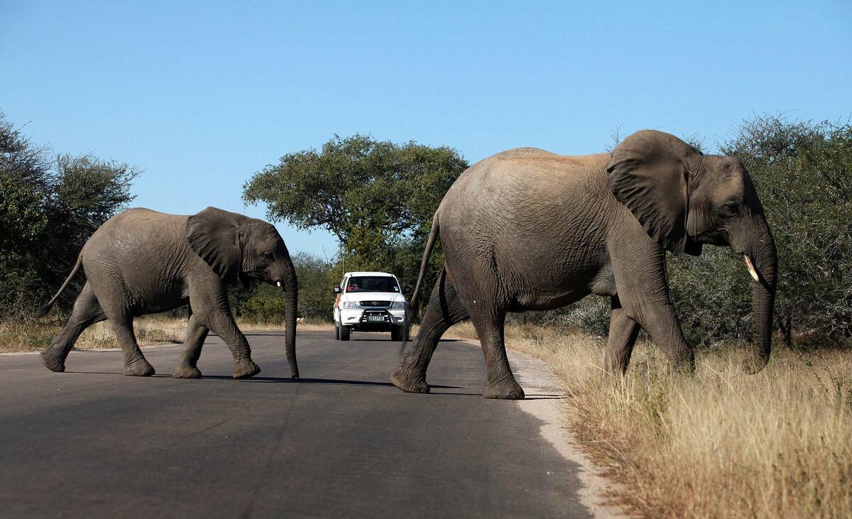 Elephants against wind turbines, concerns near a South African reserve ...