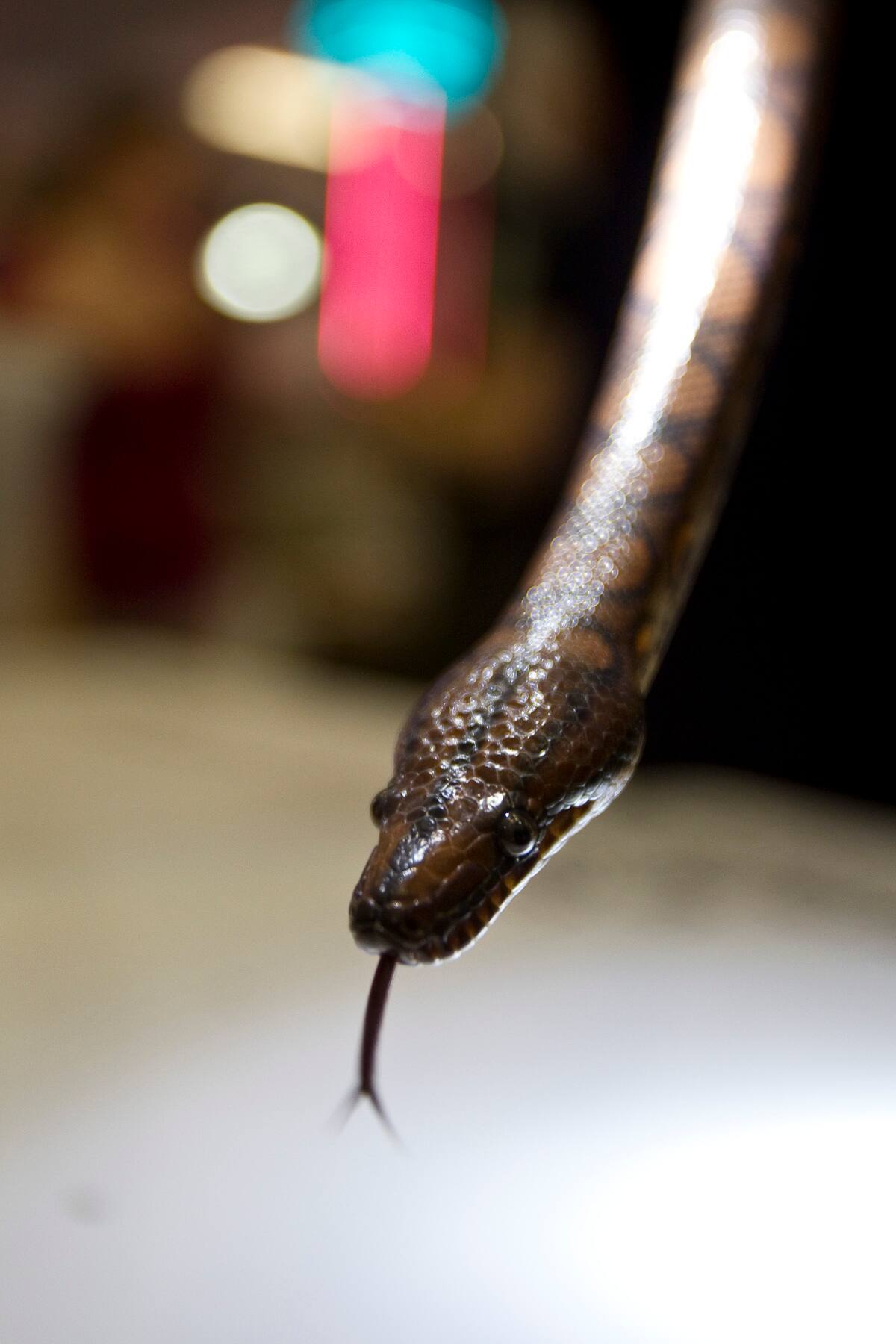 Sauve-qui-peut après l’intrusion d’un serpent dans un restaurant | JDM