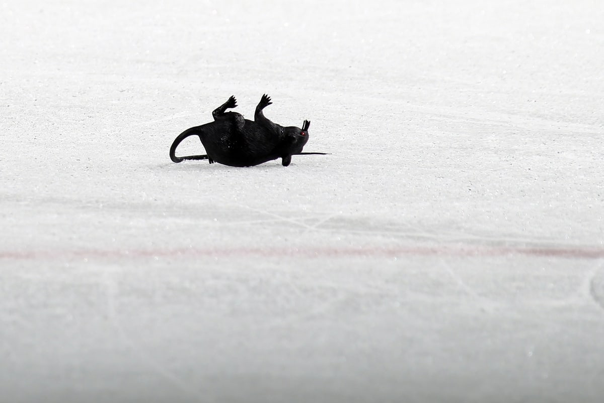 La raison lugubre pour laquelle des gens ont lancé des rats sur la ...