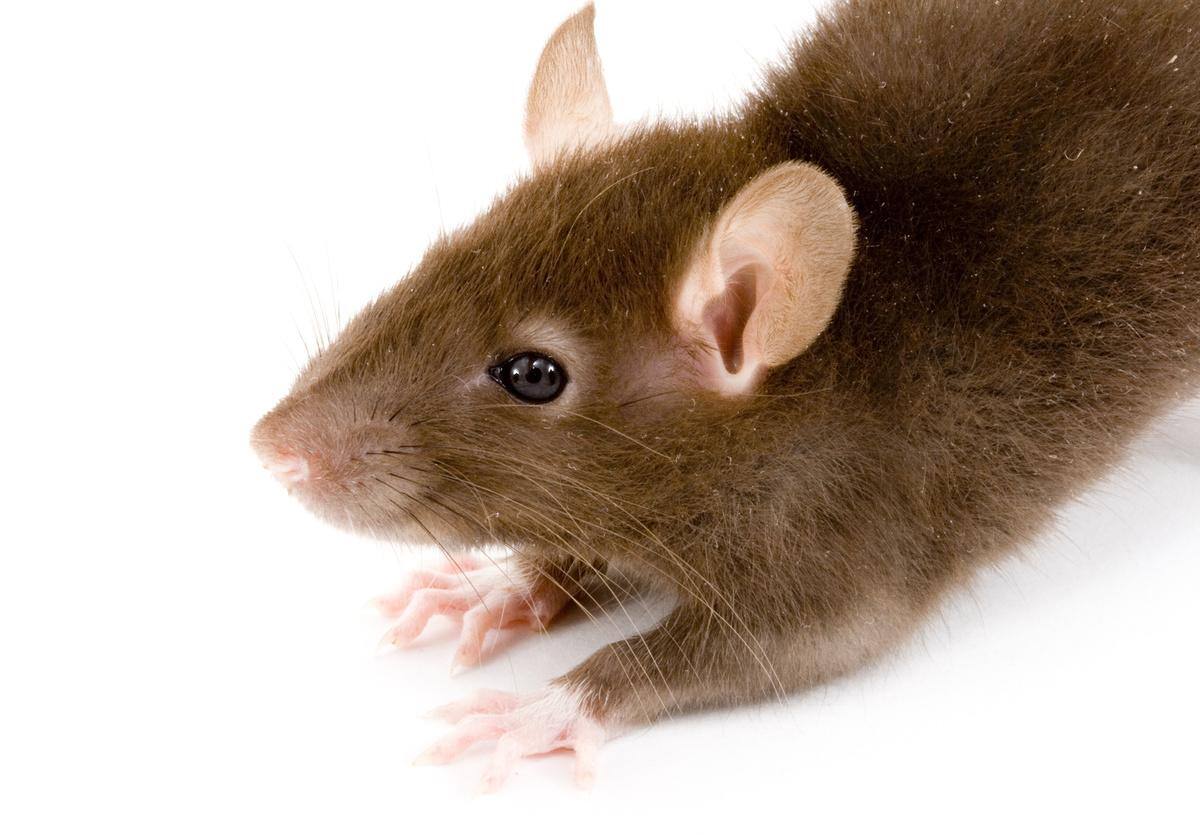Montréal : 5 rats pour 1 humain... ou presque | JDM