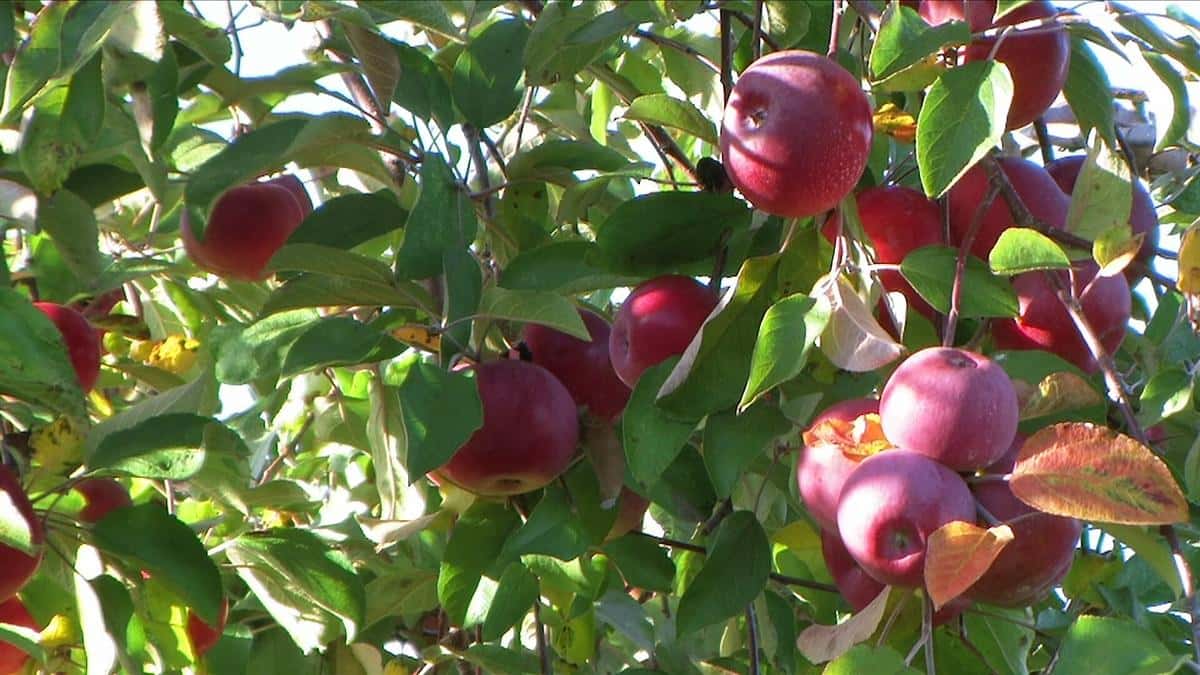 Pommes du Québec: 88 vergers pour de l'autocueillette | JDM