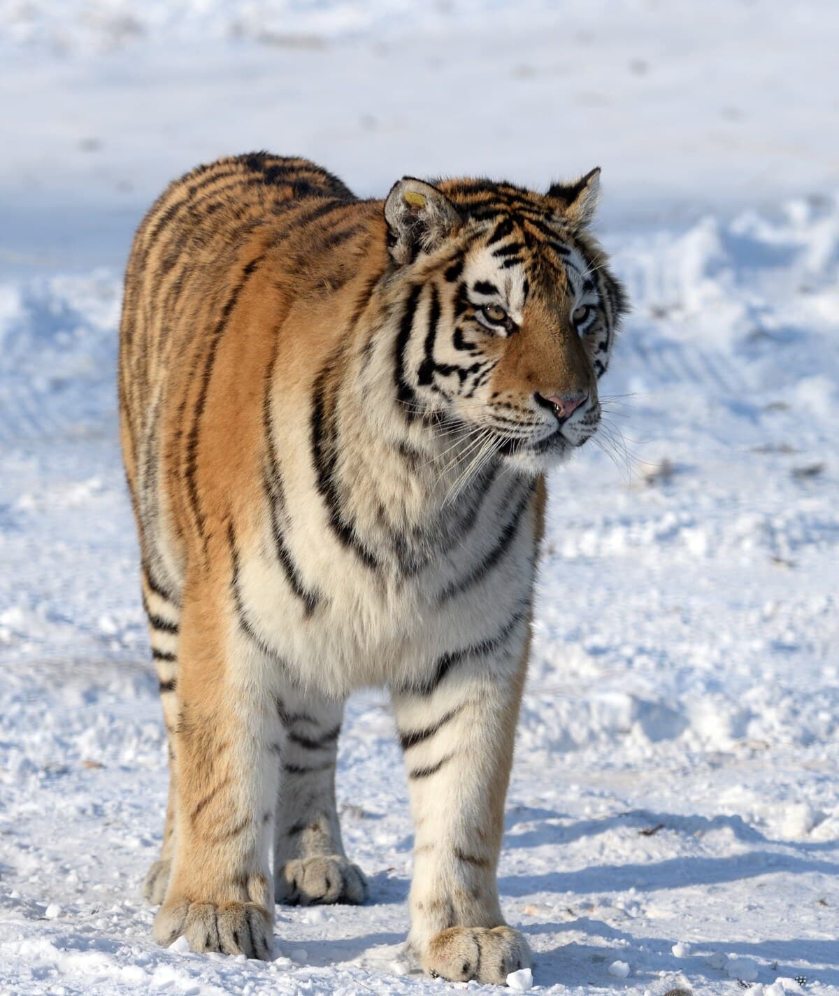 Dévoré par un tigre à qui il voulait faire la peau pour avoir tué son ...