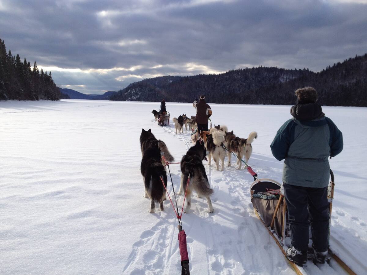 Ottawa présente des excuses aux Inuit du Nunavik pour l’abattage «massif» de chiens de traîneau ...