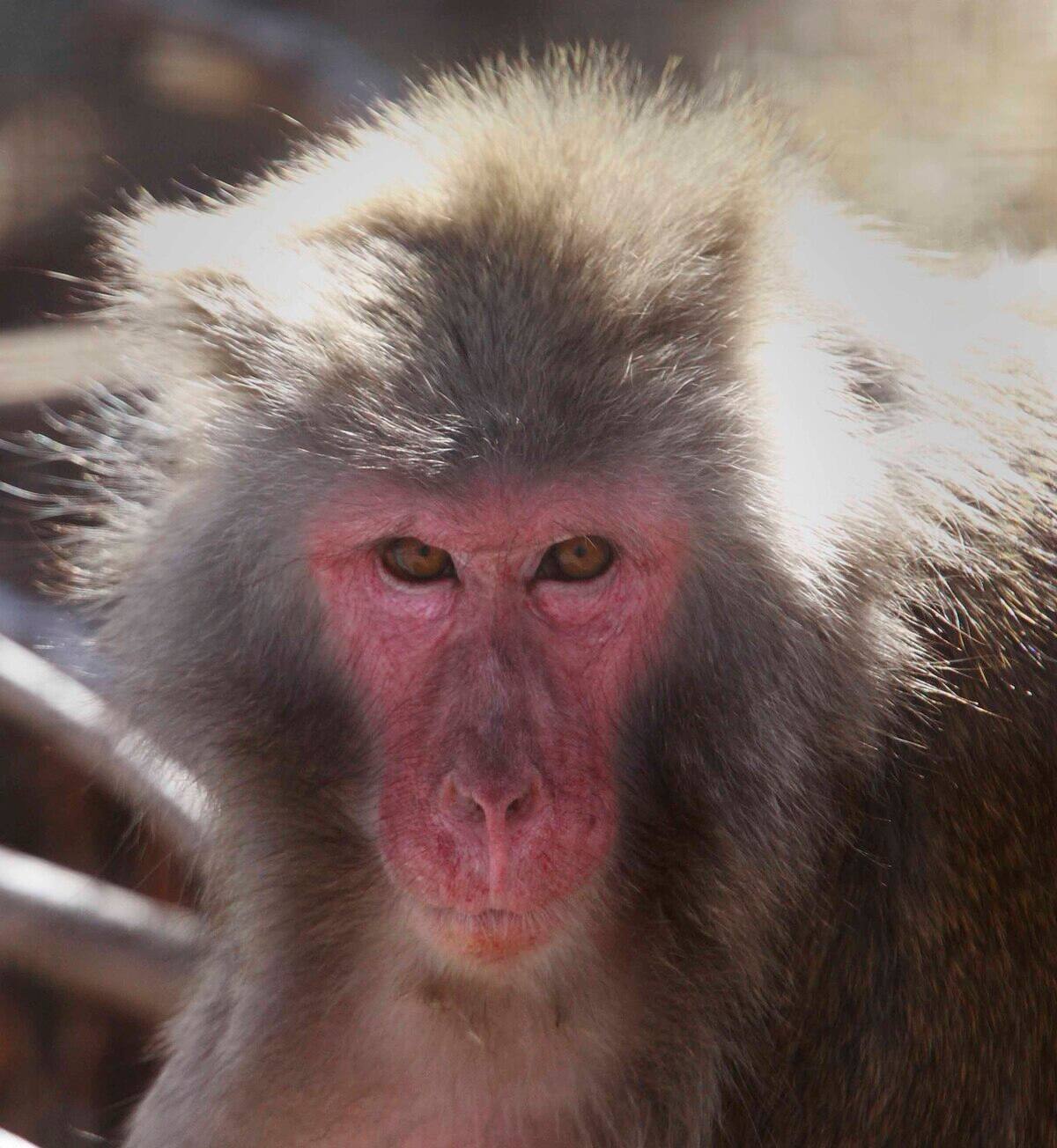 Où vont vos impôts: 261 000$ pour acheter... des singes! | JDQ