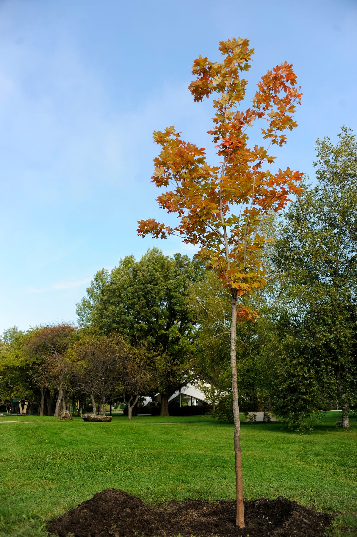 Les arbres pourraient réduire d'un tiers la mortalité liée aux ...