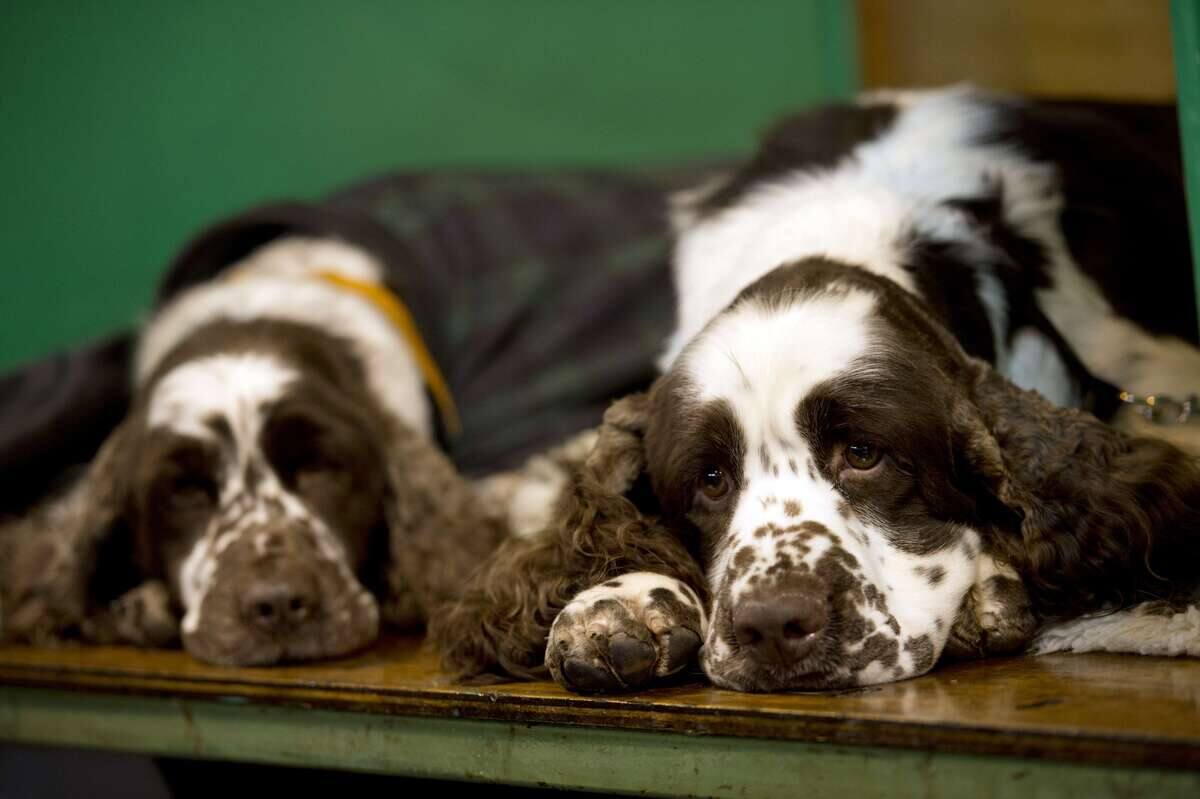 «Je dors collé sur mon chien»: devrait-on partager un lit avec son ...