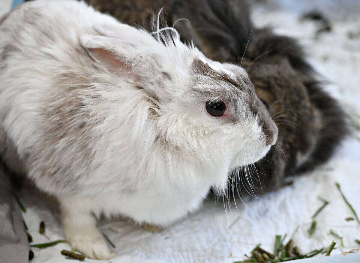 Adopter un lapin à Pâques: une mauvaise idée aux graves conséquences ...