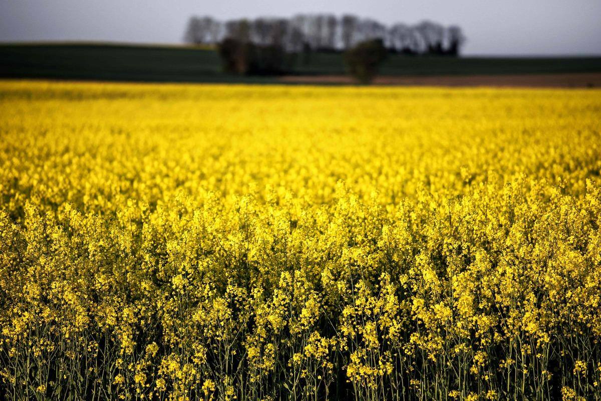 Un nouveau test pour détecter du colza OGM canadien | TVA Nouvelles