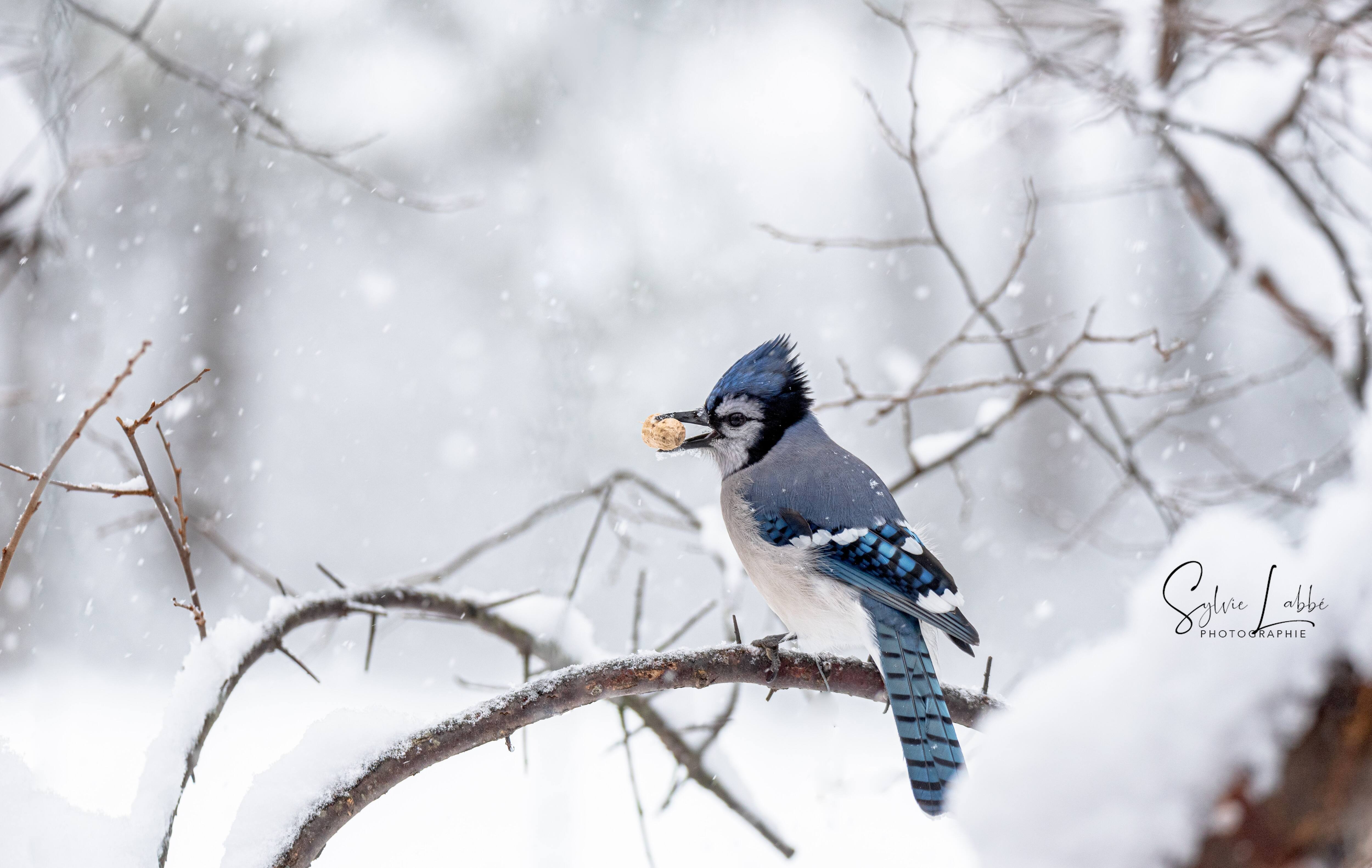 Vos clichés en vedette à «Derrière ma caméra» | TVA Nouvelles