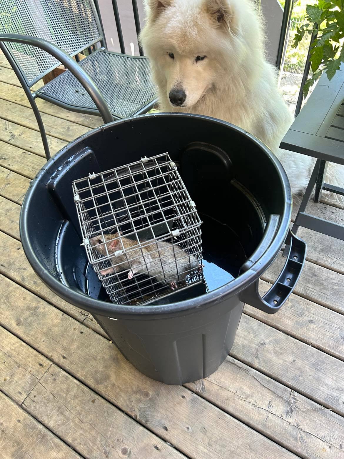 PHOTOS | Au moins 92 rats dans son appartement de Montréal-Nord: une ...