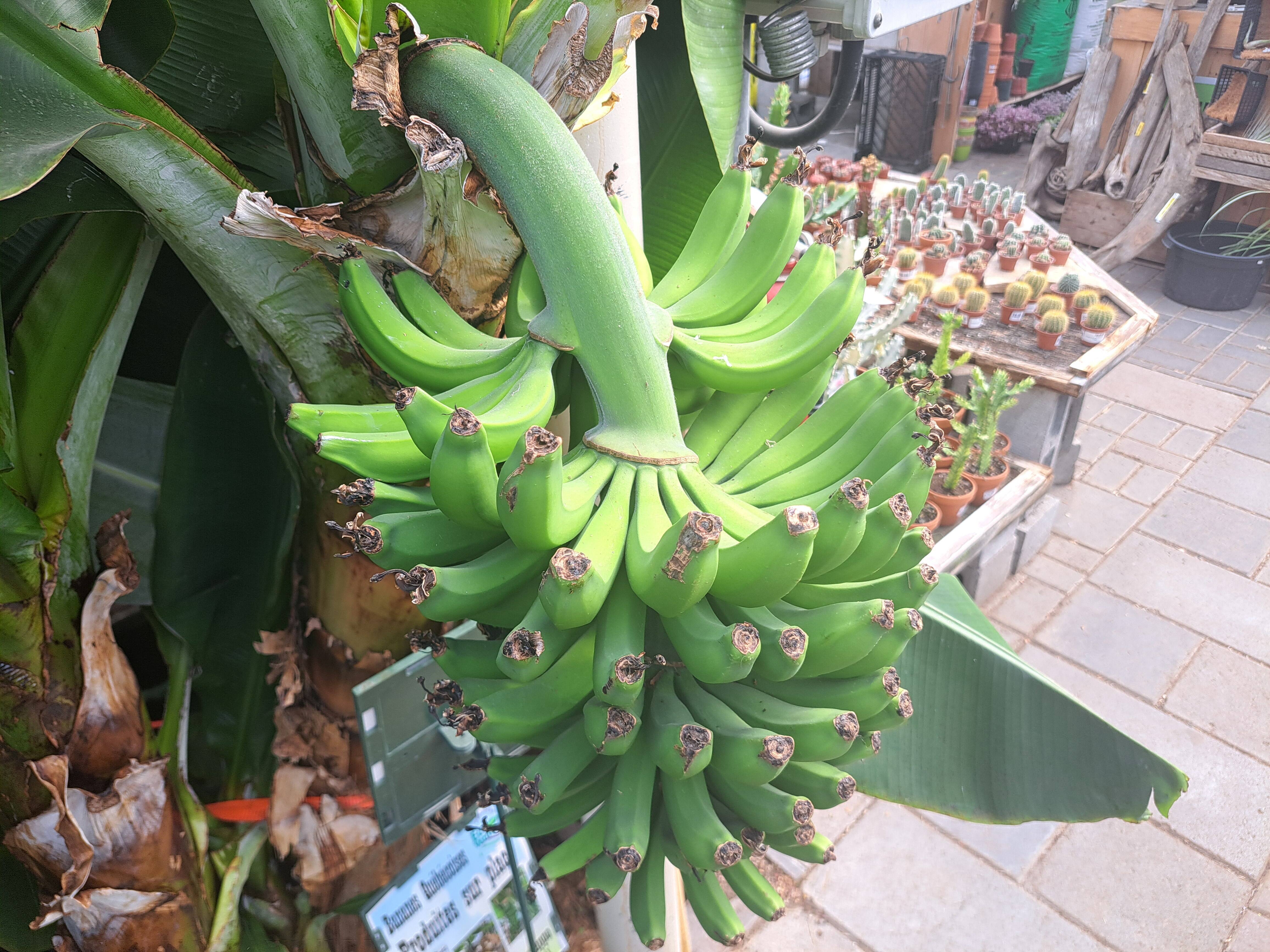 Ils ont réussi le tour de force de faire pousser des bananes à longueur ...