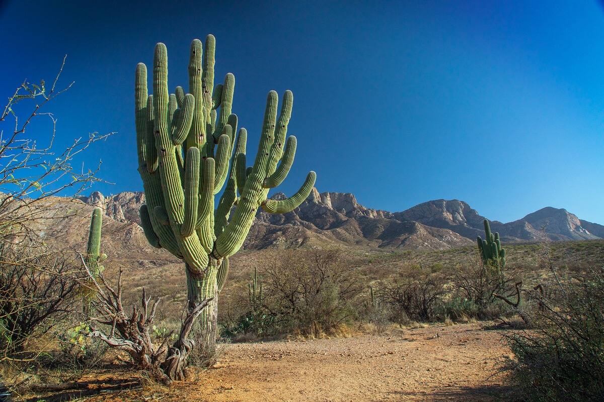 Un cactus géant de plus de 200 ans arraché par de fortes pluies en ...