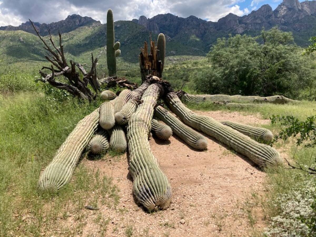 Un cactus géant de plus de 200 ans arraché par de fortes pluies en ...