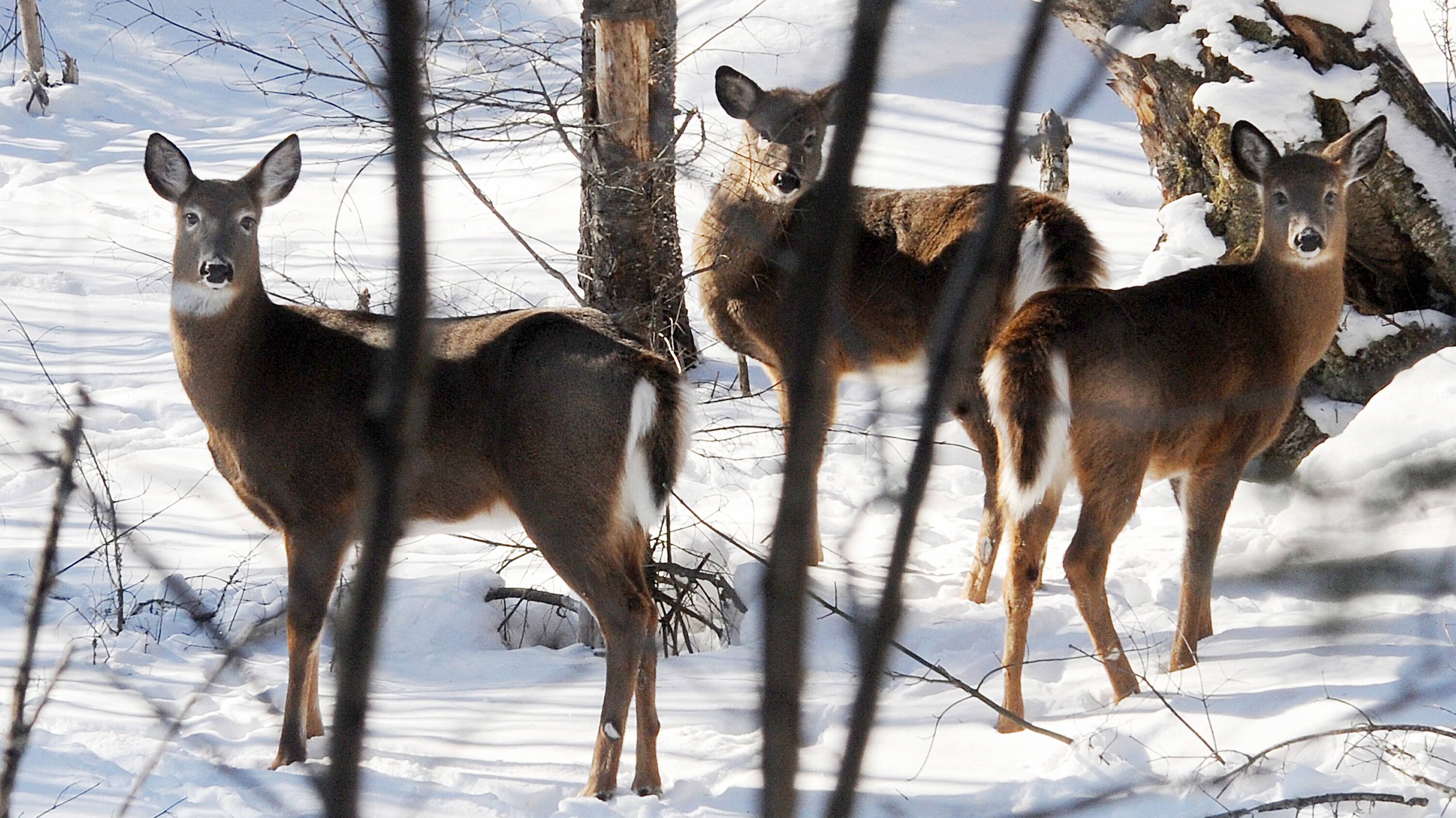 Du nouveau pour la chasse au chevreuil | JDQ