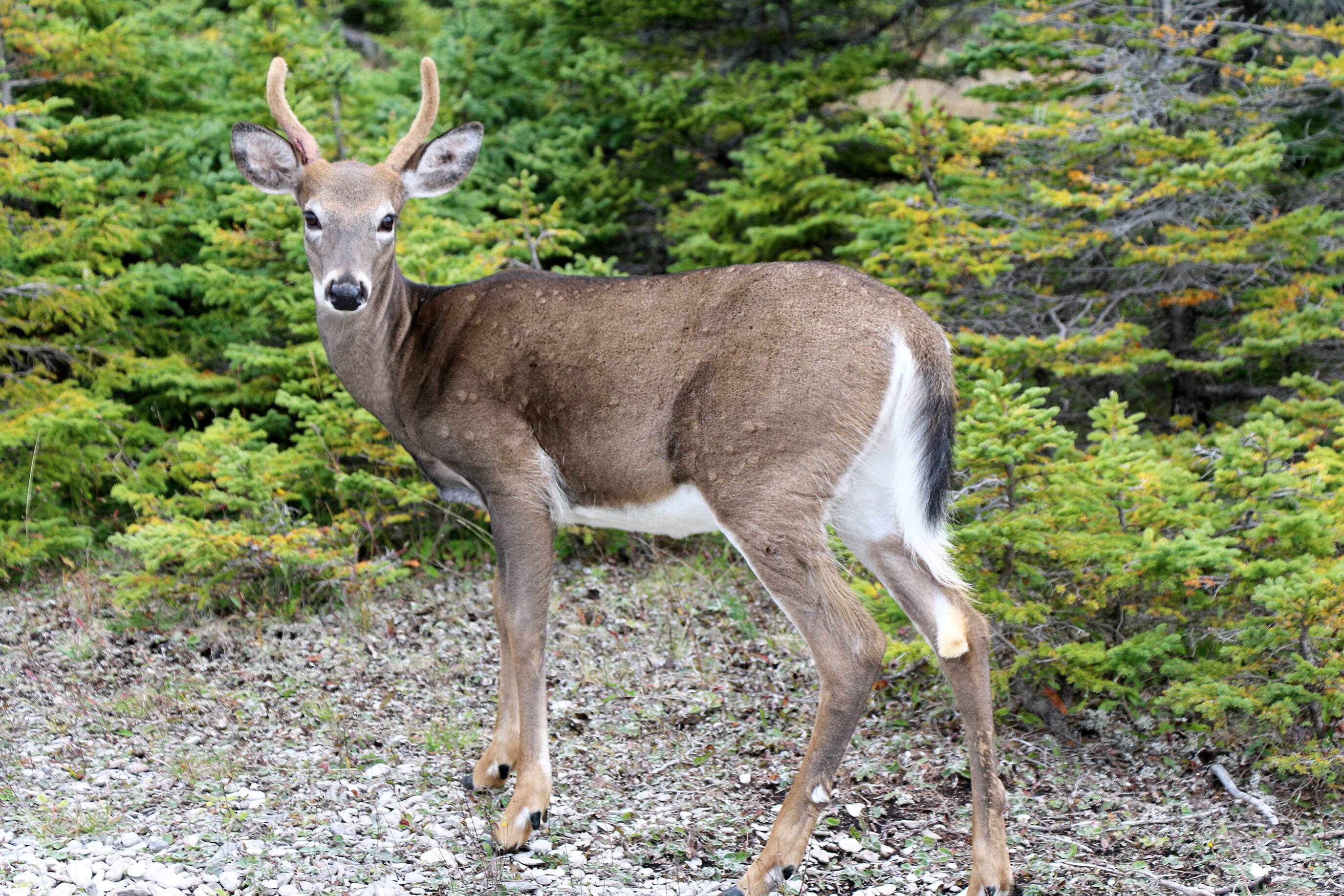 Du nouveau pour la chasse au chevreuil | JDQ
