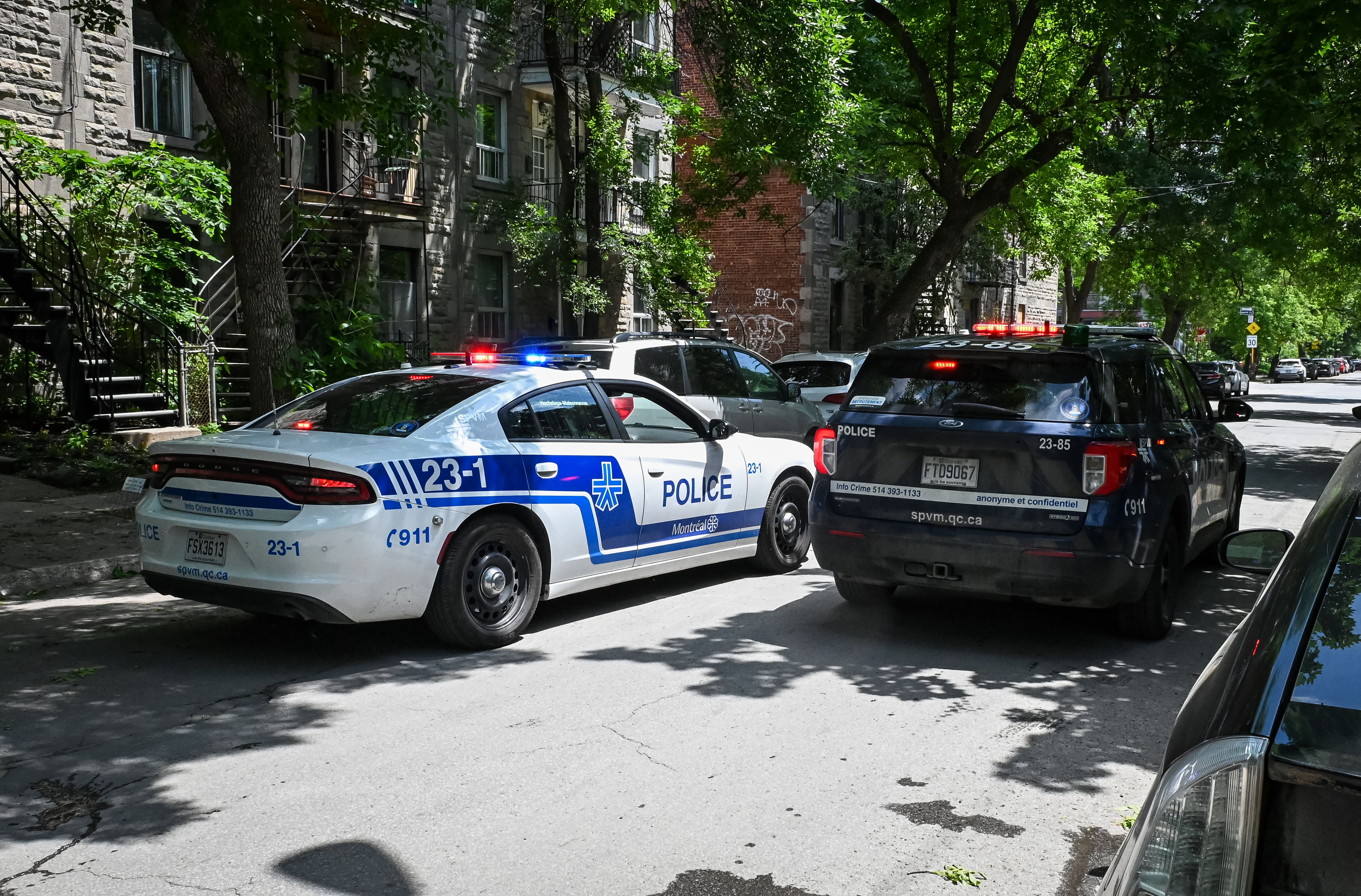 Attaque de chien à Montréal: un berger allemand lui arrache un morceau ...