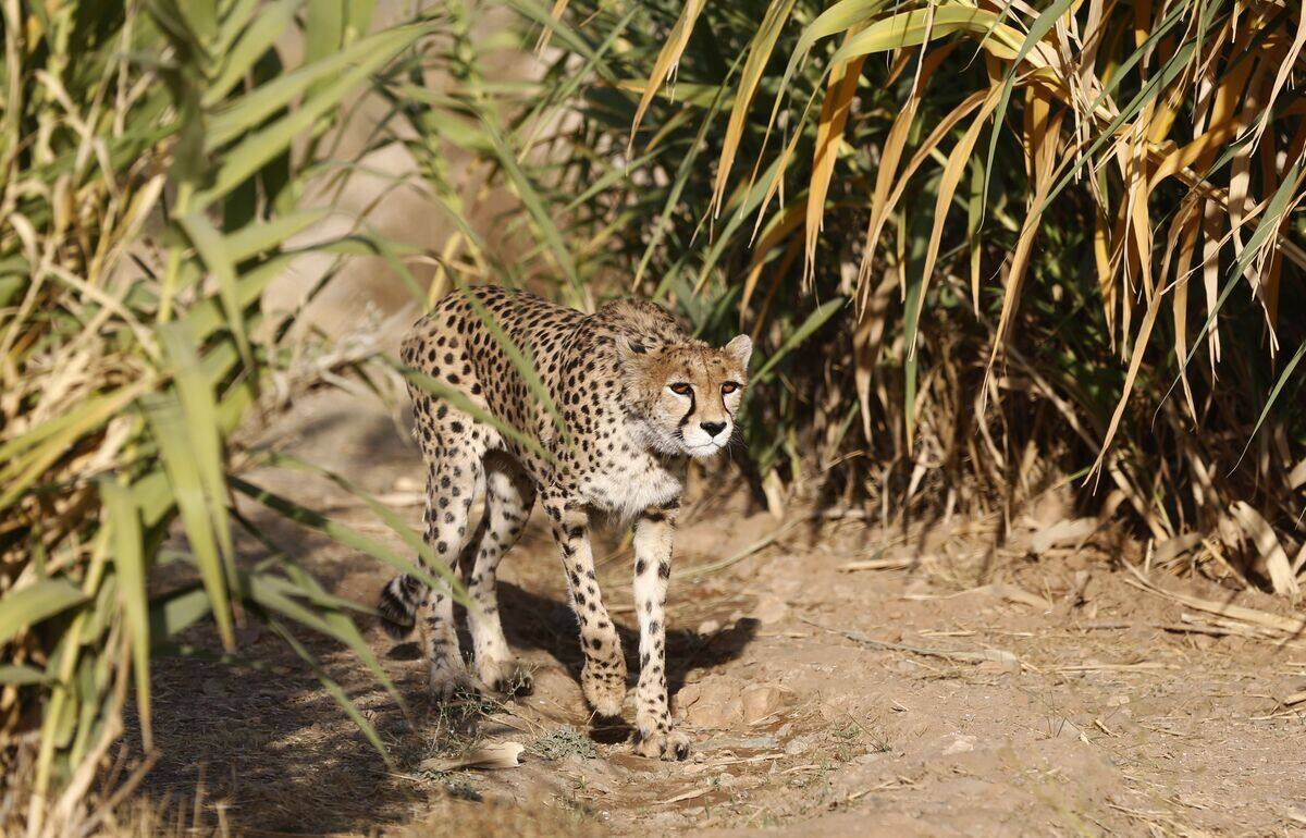 Une femelle guépard donne naissance à trois petits, un phénomène rare | JDQ