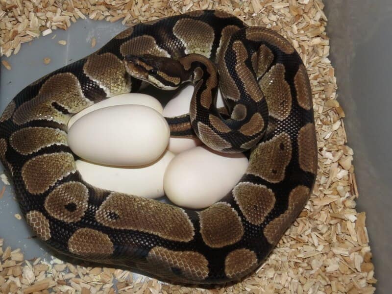 7 théories sur ce qui est arrivé au python de Verdun pendant sa cavale | Le Sac de chips